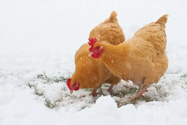 11 Best Chickens for Texas, United States (heat hardy, temperament, and ...