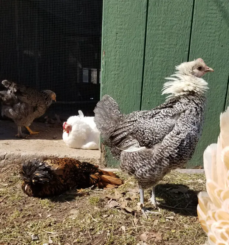 11 Best Chickens for Texas, United States (heat hardy, temperament, and ...
