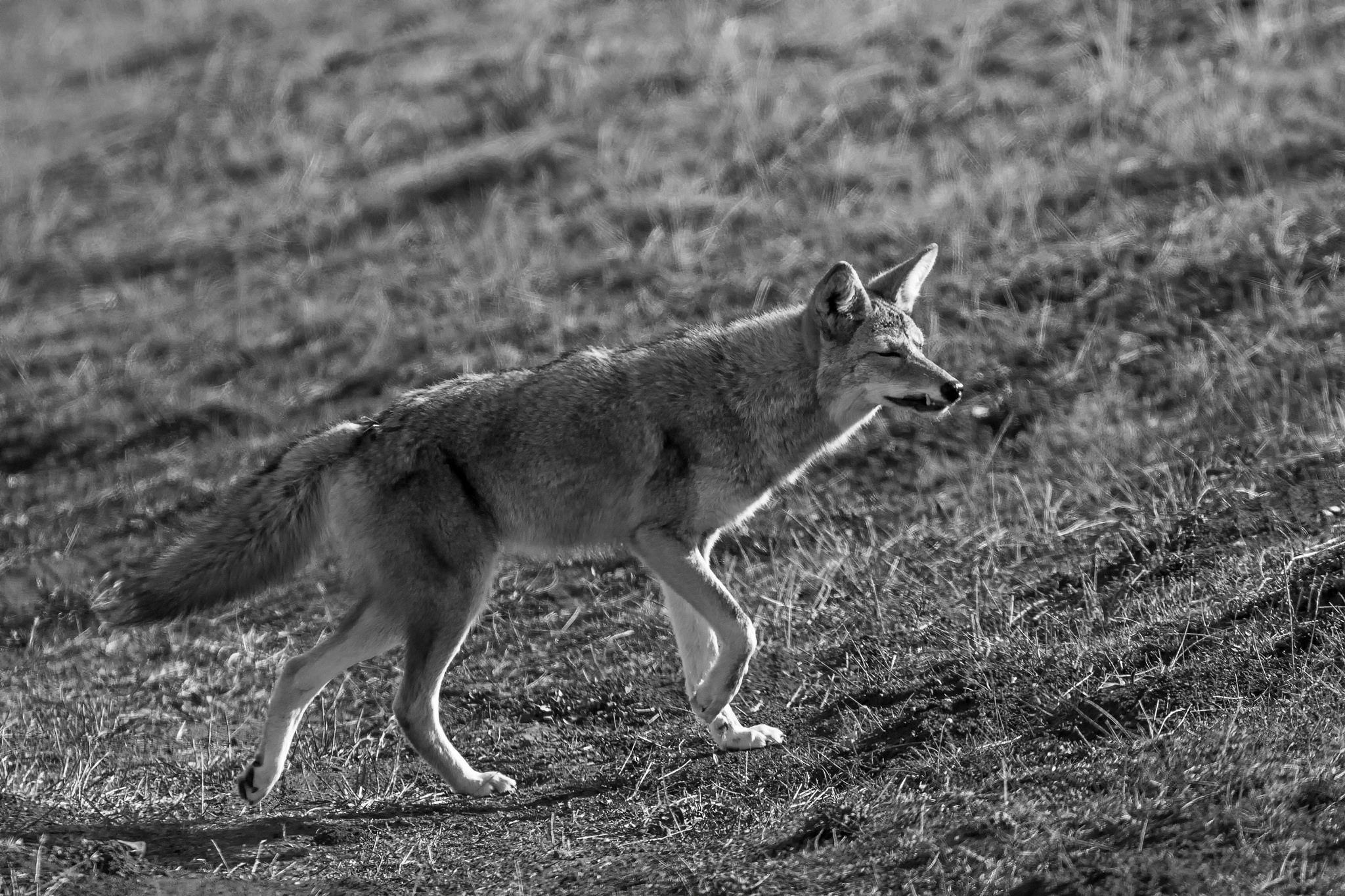 8 Most Dangerous Chicken Predators. Be Aware of Number 2!! - Types of ...