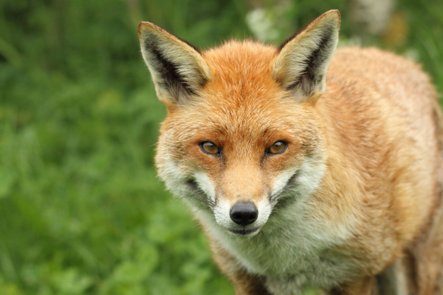 8 Most Dangerous Chicken Predators. Be Aware of Number 2!! - Types of ...