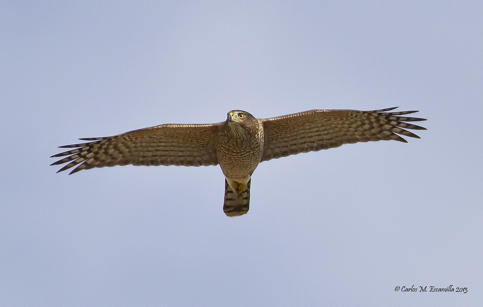 8 Most Dangerous Chicken Predators. Be Aware of Number 2!! - Types of ...