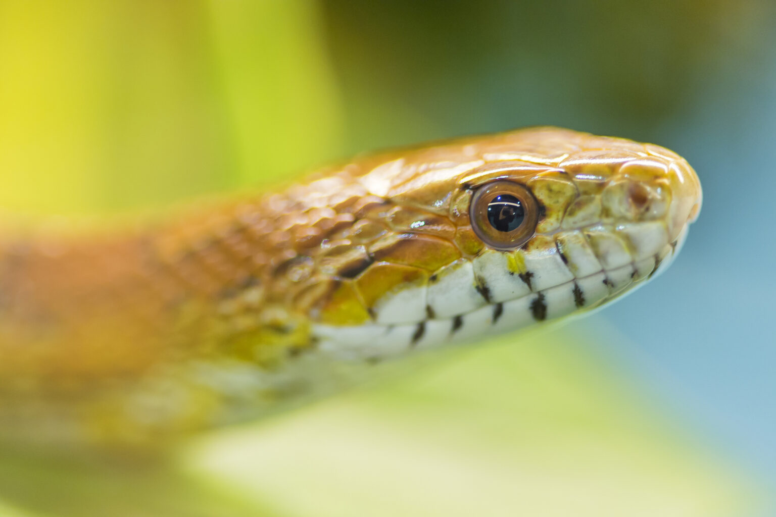 8 Most Dangerous Chicken Predators. Be Aware of Number 2!! - Types of ...