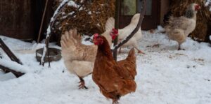 How cold is too cold for chickens?