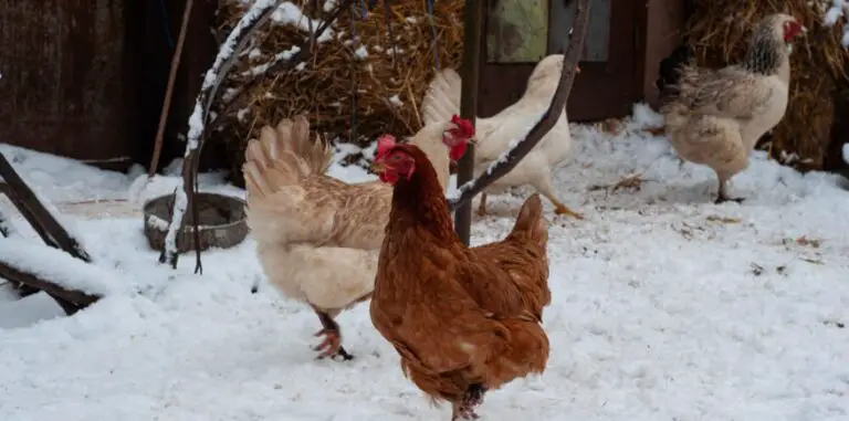 How cold is too cold for chickens?