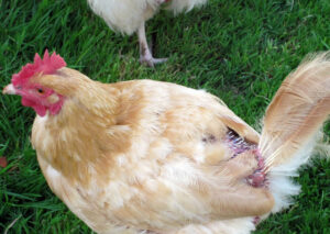 10 Common Chicken Health Problems And Solutions - Types of Chicken