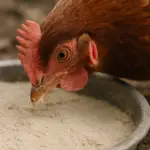 Mash vs Crumbles vs Grain Mix vs Pellets? What is the best for my ...