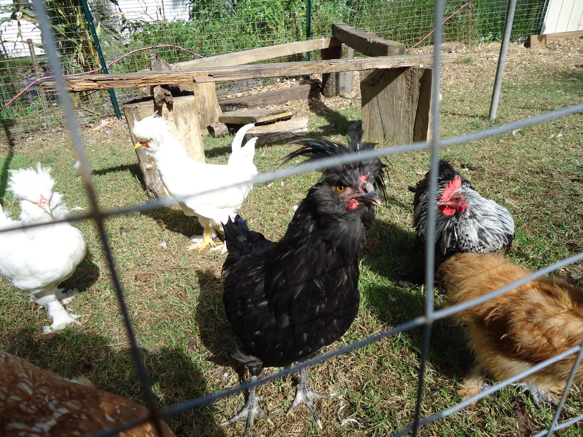 13 Weird but Wonderful Chicken Breeds You’ve Probably Never Seen ...