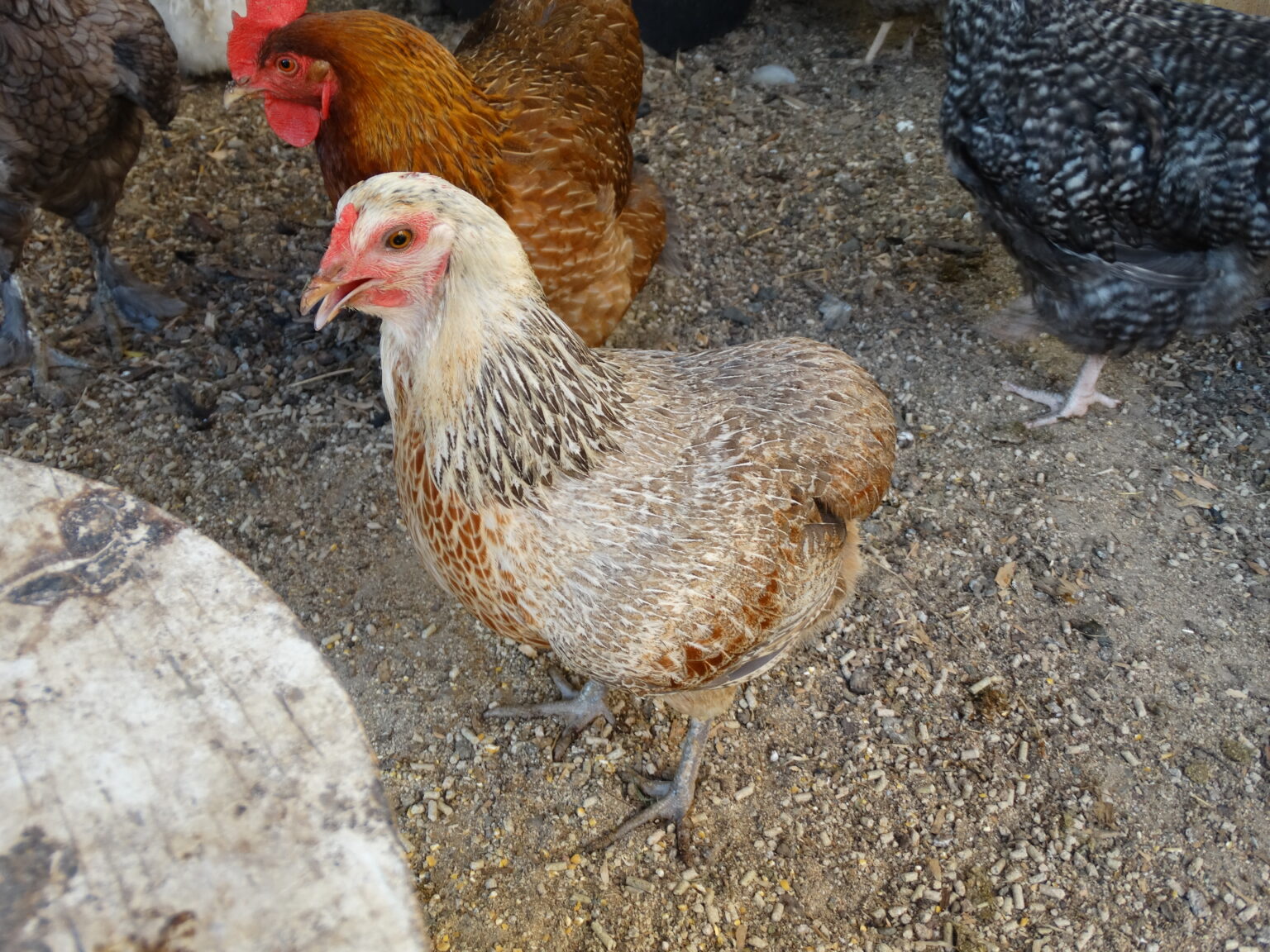 13 Weird but Wonderful Chicken Breeds You’ve Probably Never Seen ...