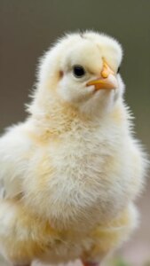 Fix Wry Neck (Stargazing) in Chickens: Vitamin E Protocol - Types of ...